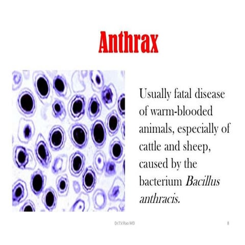 Exposé Sur L’Anthrax | Anthrax Cutané – XFWKZ