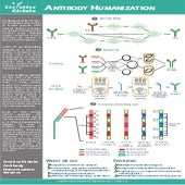 Human or Humanized Antibody | PDF