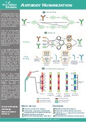 Antibody humanization | PDF