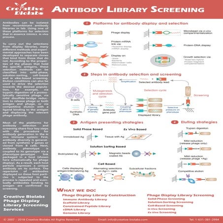 Antibody library screening | PDF