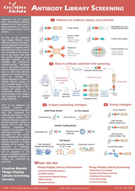 Antibody Library Screening - Creative Biolabs | PPT