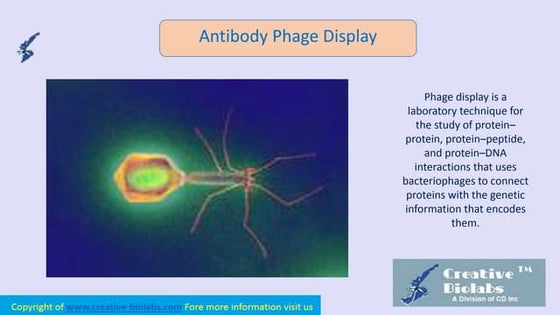 Antibody Humanization | PDF