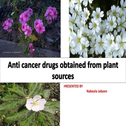 Anticancer drug from plant | PPTX