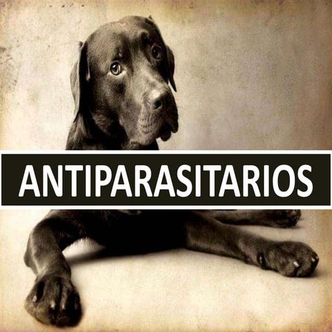 Fármacos Antiparasitarios, tipos, dosis. | PDF