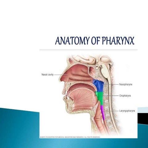 Pharynx Anatomy Premium Vector | Pharynx And Larynx