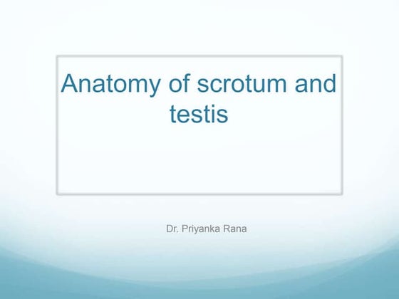 Anatomy of testis | PPTX | Infertility | Reproductive Health