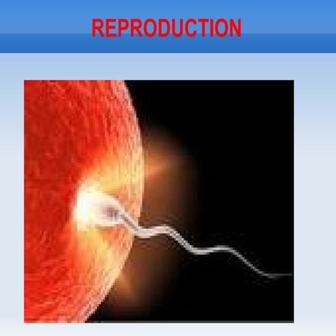 Reproduction | ODP