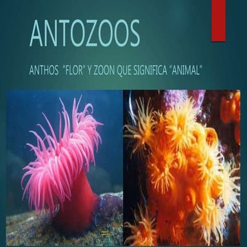 Antozoos | PPTX