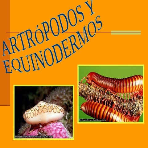 Antropodos elenaandrea | PPT
