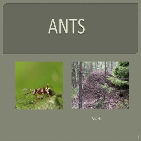 Ants | PPT