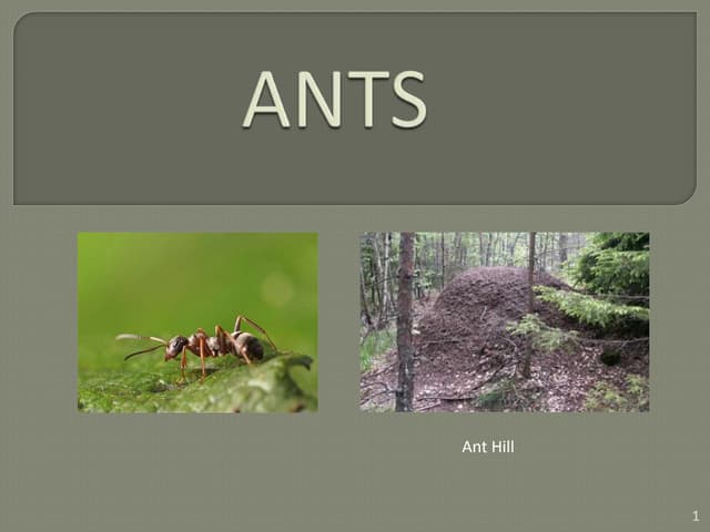Ants - Social organisation and types of nests | PDF