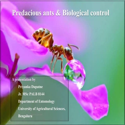 Ants as biocontrol agents | PPTX
