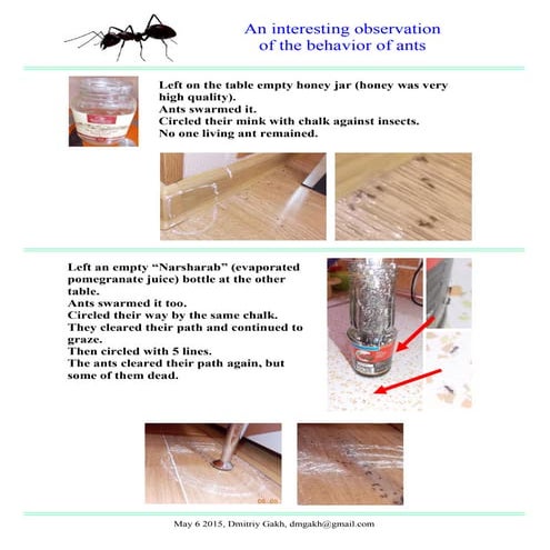 An interesting observation of the behavior of ants | PDF