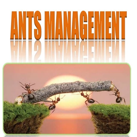 Ants Management - Management Lessons from Ants | PPTX