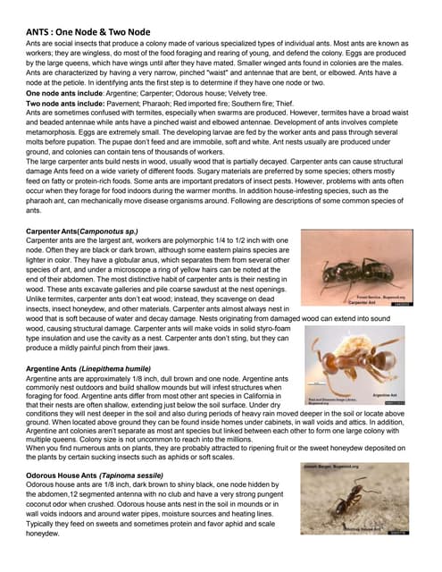 Course ANTS One & Two Node (1).pptx | Woodworking | Arts and Crafts