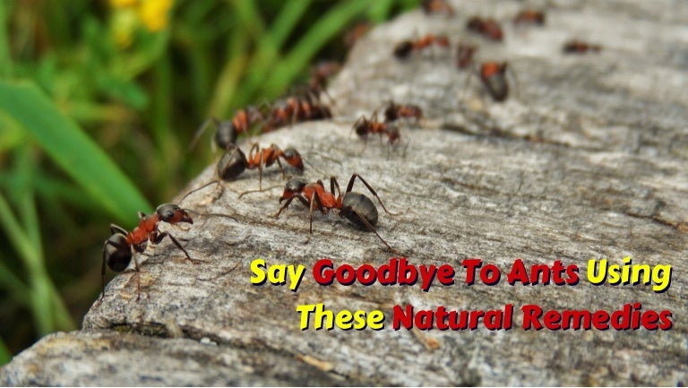 Say Goodbye To Ants Using These Natural Remedies