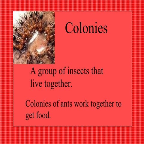 Ants vocabulary | PPT