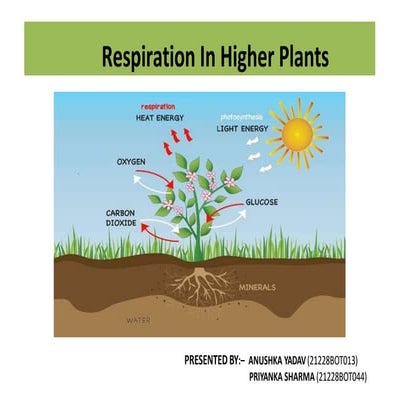 Respiration in higher plants class 11th NCERT bio | PPTX