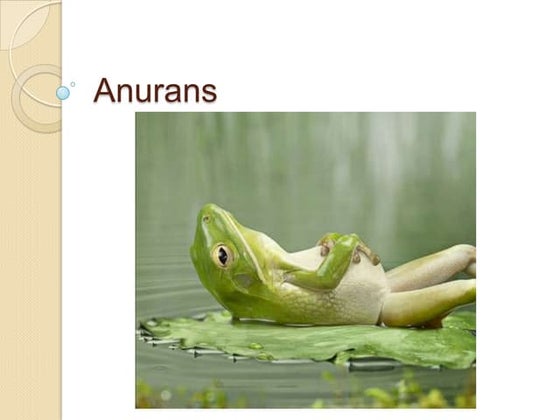 External anatomy of a frog | PPT