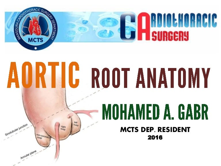 Aortic root anatomy