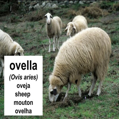 A ovella | PPS