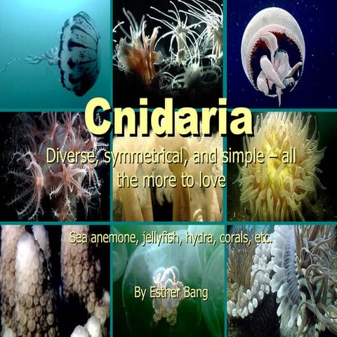 AP Biology Cnidaria | PPT