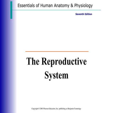 The Reproductive System Anatomy and Physiology | PPT