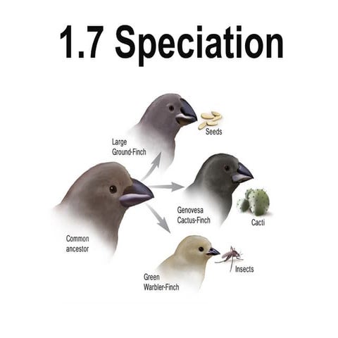 AP Bio 1.7 Speciation .pptx meow meow kawaii | PPTX