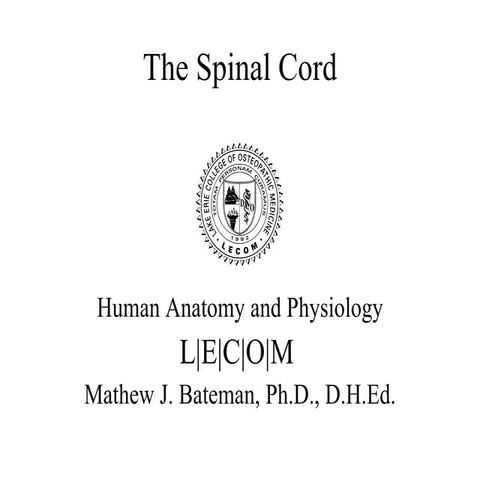 A&p 13 spinal cord | PPT