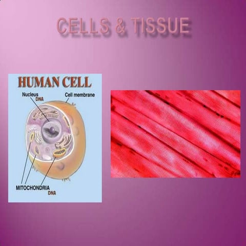 Cell, tissues, organs , systems.... | PPTX