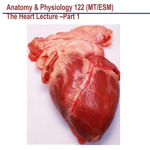 Ap2 chap18heartclass | PPT | Heart and Cardiovascular Diseases ...