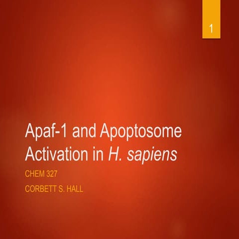 Apaf-1 and Apoptosome Activation in H. sapiens | PPT