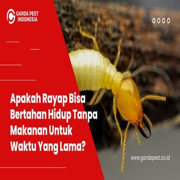 APAKAH RAYAP BISA HIDUP TANPA MAKANAN | HP 0813-1344-4221 | JASA ...