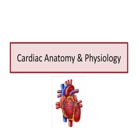 anatomy and physiology of heart | PDF