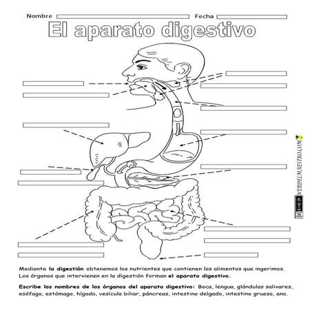 Aparato digestivo-para-niños-1 | PDF | Nutrition | Healthy Living