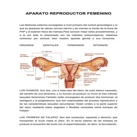 Diagrama Del Sistema Reproductor Femenino En Blanco
