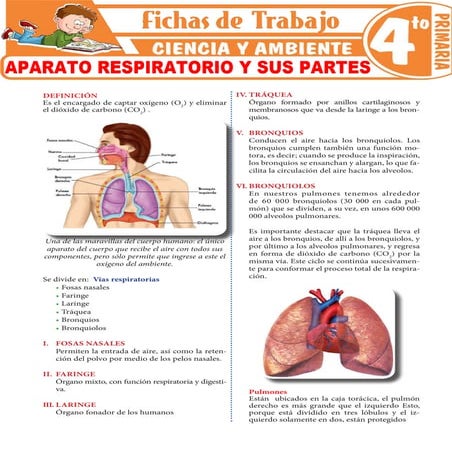 Hoja De Trabajo Del Sistema Respiratorio Para Niños