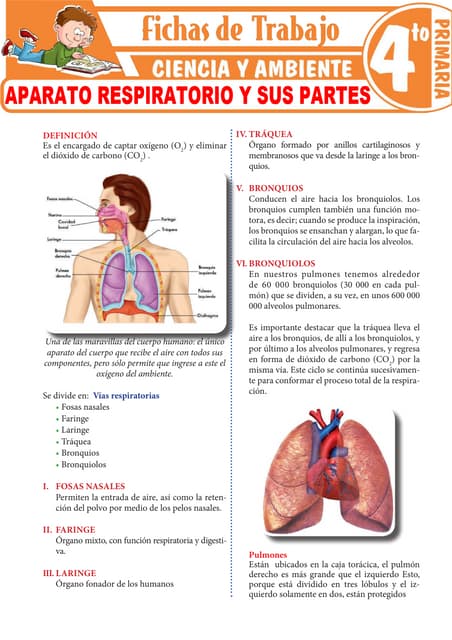 Hoja De Trabajo Sobre El Sistema Respiratorio