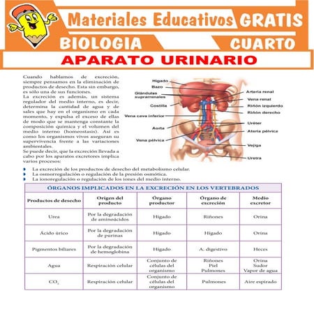 Hoja De Trabajo Del Sistema Urinario Para La Escuela Secundaria