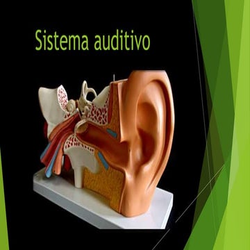 Anatomía y fisiología de la audición | PPTX