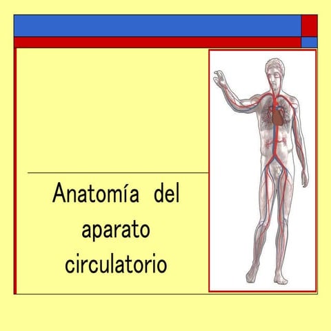 SISTEMA CIRCULATORIO CUERPO HUMANO EN PRESENTACION | PPT
