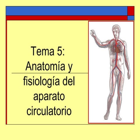 Aparato circulatorio | PPT