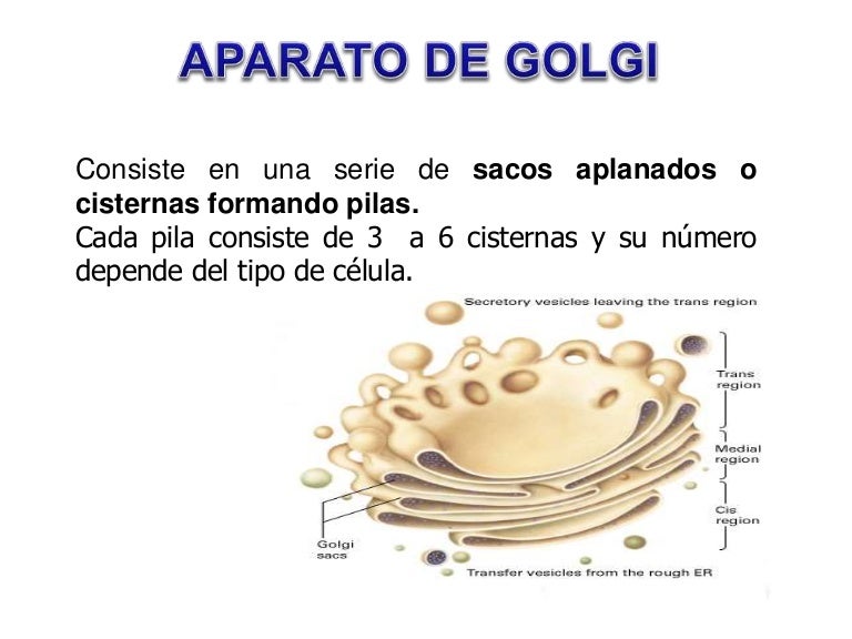 Complejo De Golgi