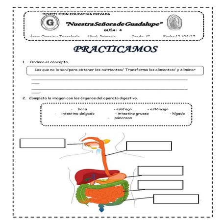 Hoja De Repaso Ejercicio 38 Anatomía Del Sistema Digestivo