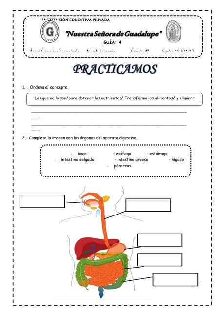 Hoja De Trabajo Sobre El Sistema Digestivo Para Niños ᐈ Personal