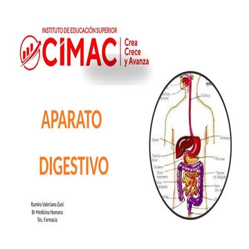 Esfinter Esofagico Inferior Anatomia Humana | PDF