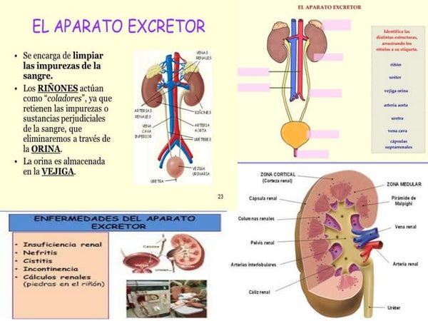 Triptico Enfermedades Del Sistema Excretor