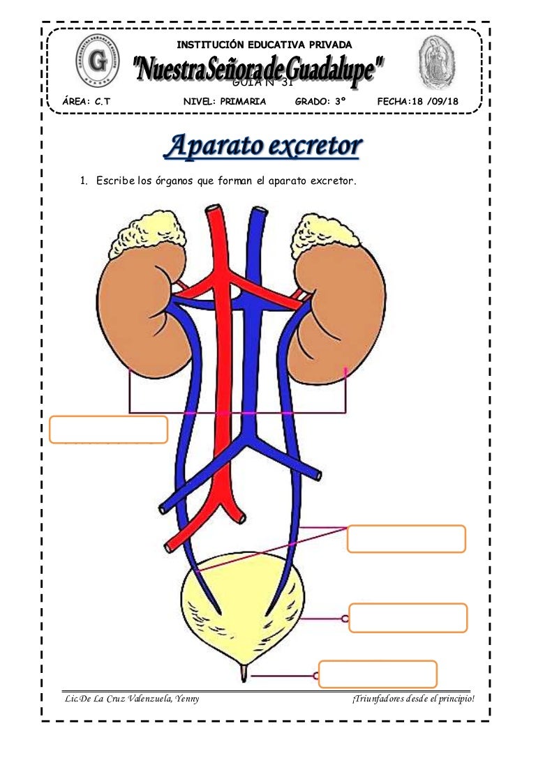 Ficha Interactiva De Aparato Excretor Para Primaria Images