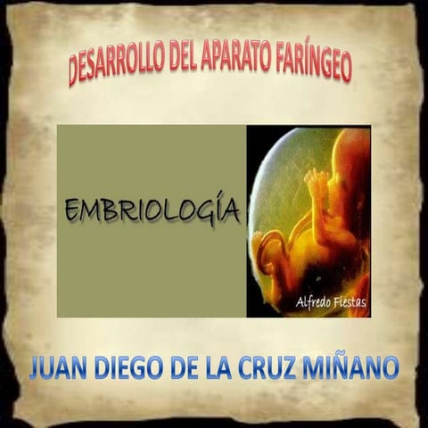 Arcos, Hendiduras Y Bolsas FaríNgeas | PPT