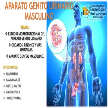 Morfofisiología - Aparato Genito Urinario Masculino | PPTX